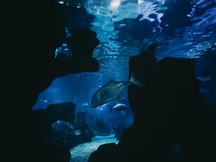 Field Trips | NorCal Aquarium & Wildlife