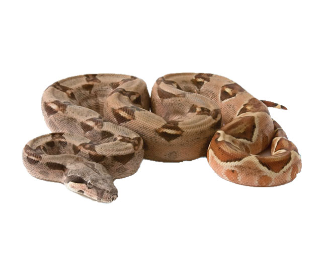 Common Boa | NorCal Aquarium & Wildlife