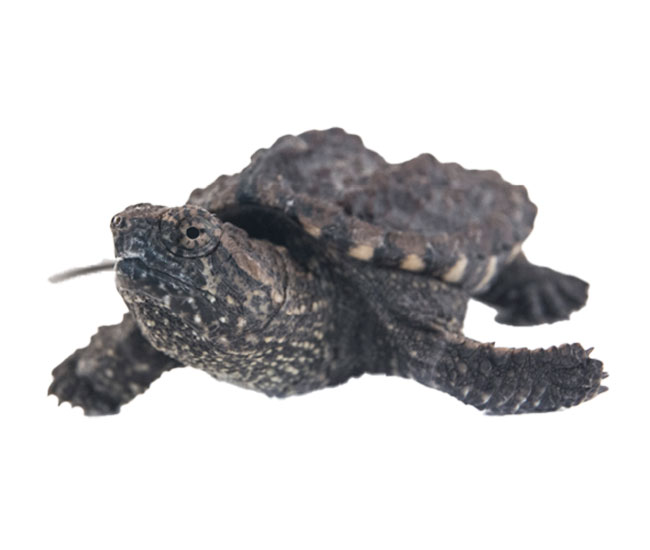 Common Snapping Turtle | NorCal Aquarium & Wildlife