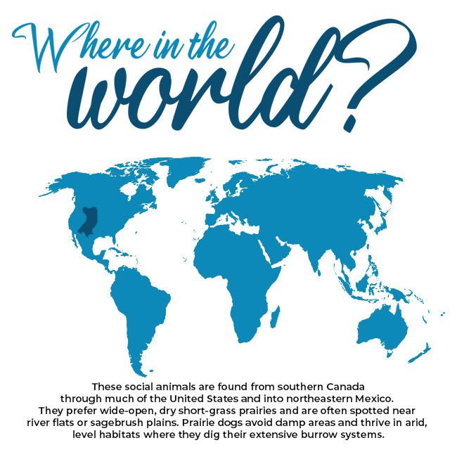 Prairie Dogs | NorCal Aquarium & Wildlife