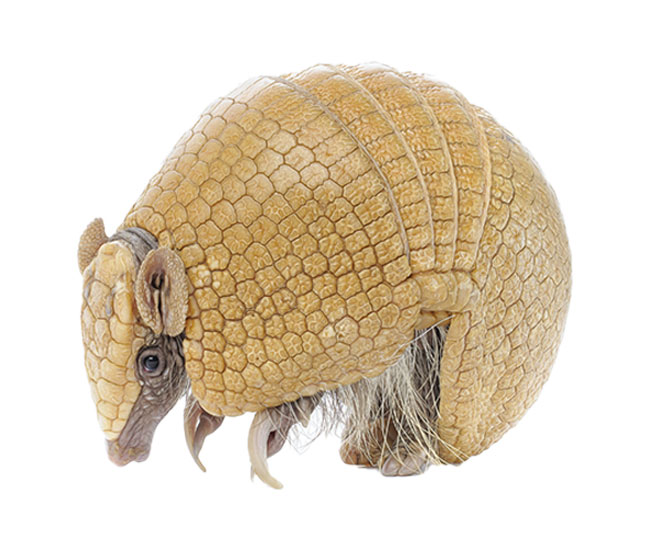 Three-Banded Armadillo | NorCal Aquarium & Wildlife