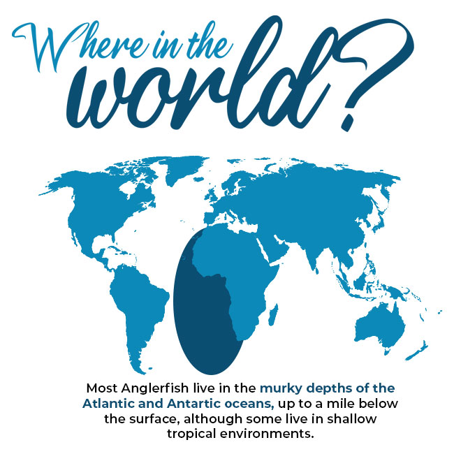 Anglerfish | NorCal Aquarium & Wildlife