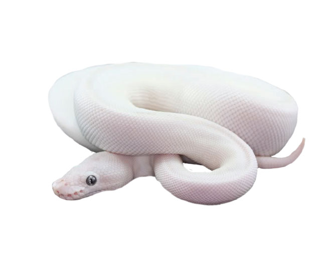 Blue-Eyed Lucy | NorCal Aquarium & Wildlife