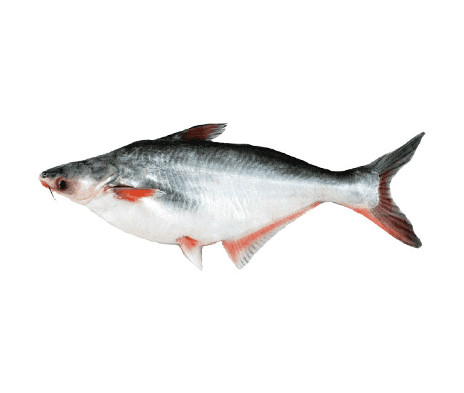 Iridescent Shark | NorCal Aquarium & Wildlife