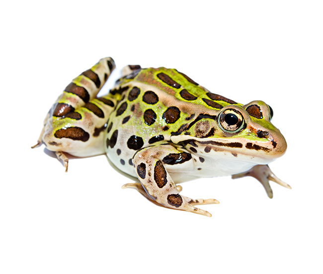 Leopard Frog | NorCal Aquarium & Wildlife