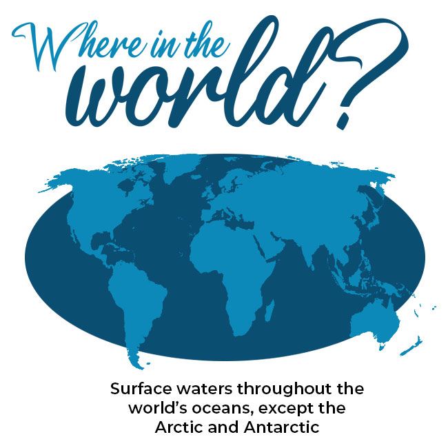 Moon Jelly | NorCal Aquarium & Wildlife