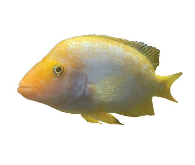 Red Devil Cichlid | NorCal Aquarium & Wildlife