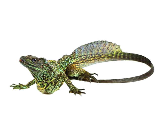 Sailfin Lizard | NorCal Aquarium & Wildlife