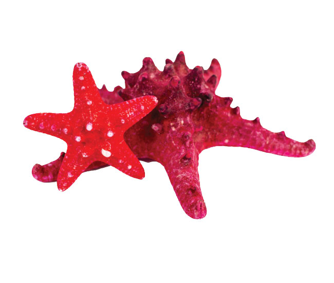 Sea Star | NorCal Aquarium & Wildlife