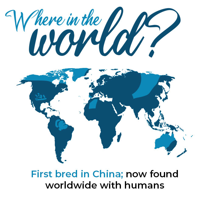 Silkie Chicken | NorCal Aquarium & Wildlife