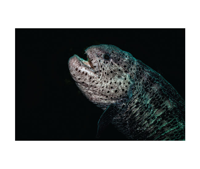 Wolf Eel | NorCal Aquarium & Wildlife